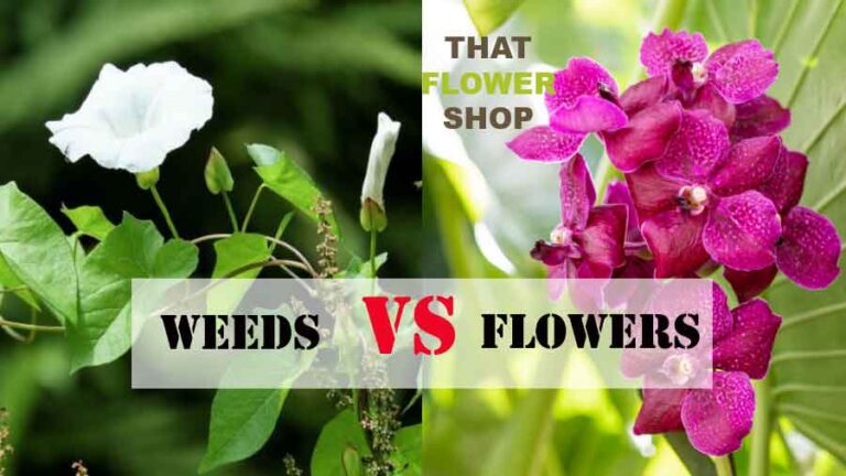 Weeds vs. Flowers: What's the Difference? - #1 That Flower Shop Online