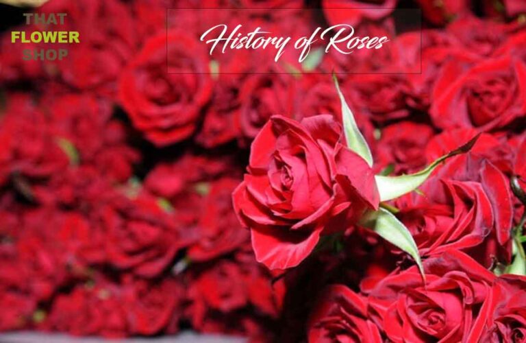 History of Roses | The Use of Roses Throughout Time - #1 That Flower ...