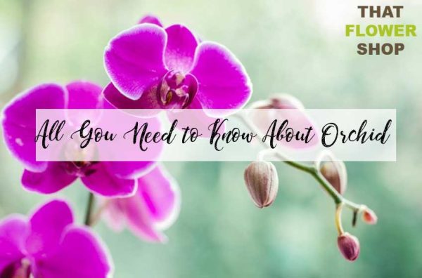 All You Need to Know About Orchid| History of Orchid | Facts about ...